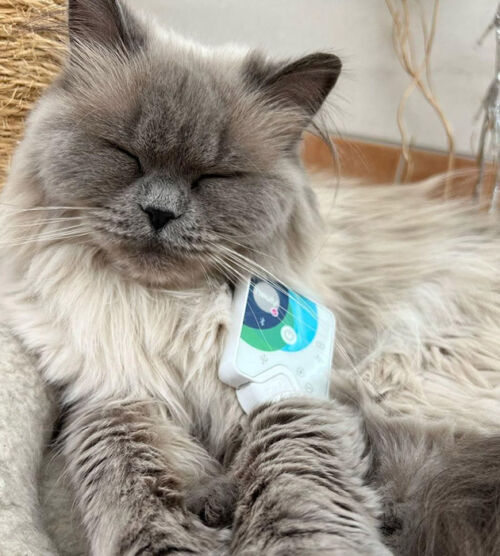 Healy World - Holistic Wellbeing for Everyone